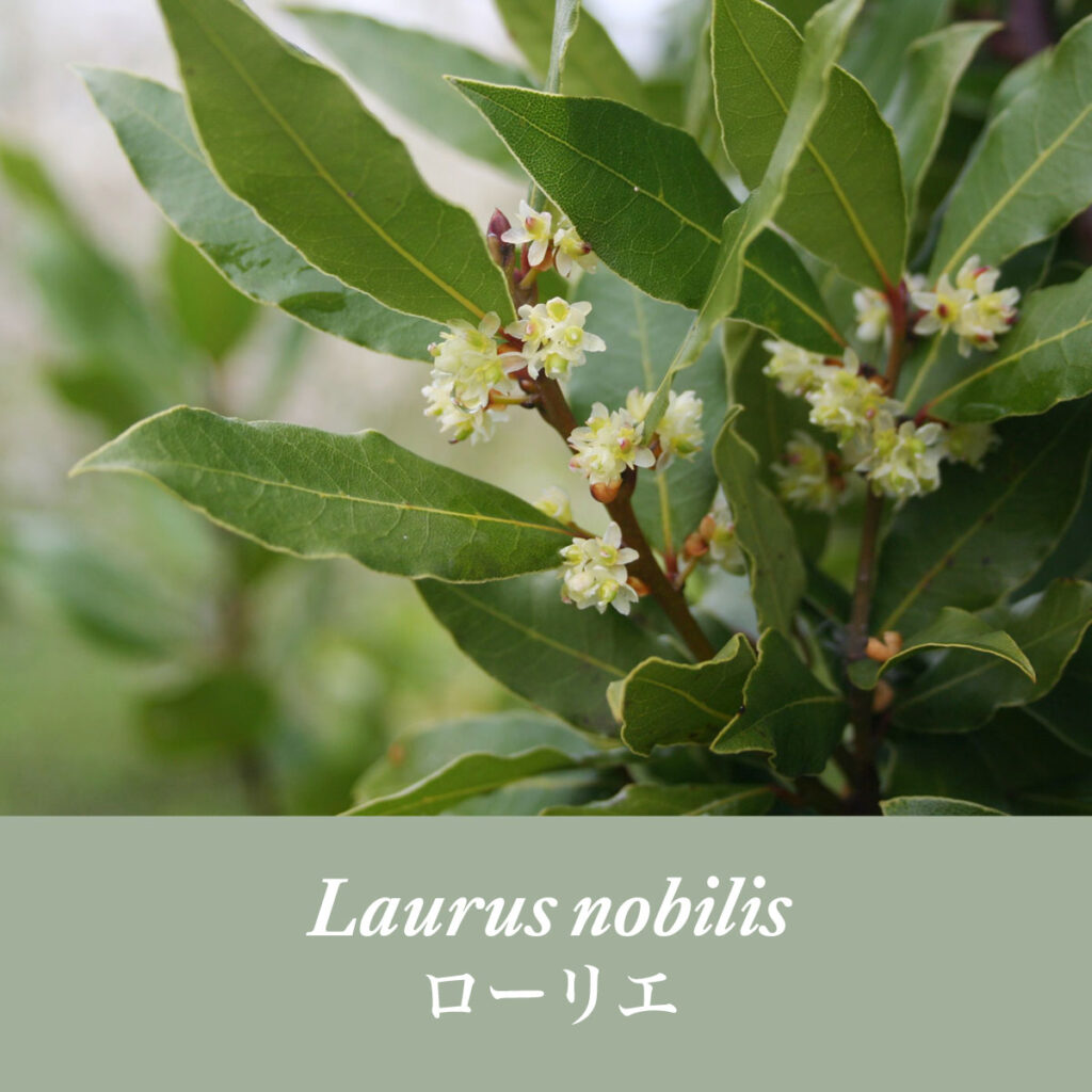 ローリエの収穫は10月に | アロマネット - aromanet